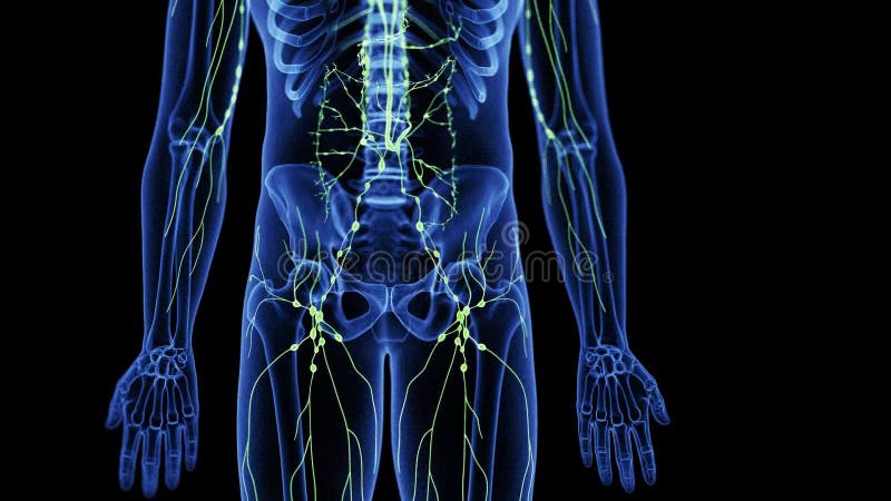 Lymphatic inguinal nodes stock video. Video of science - 140272865