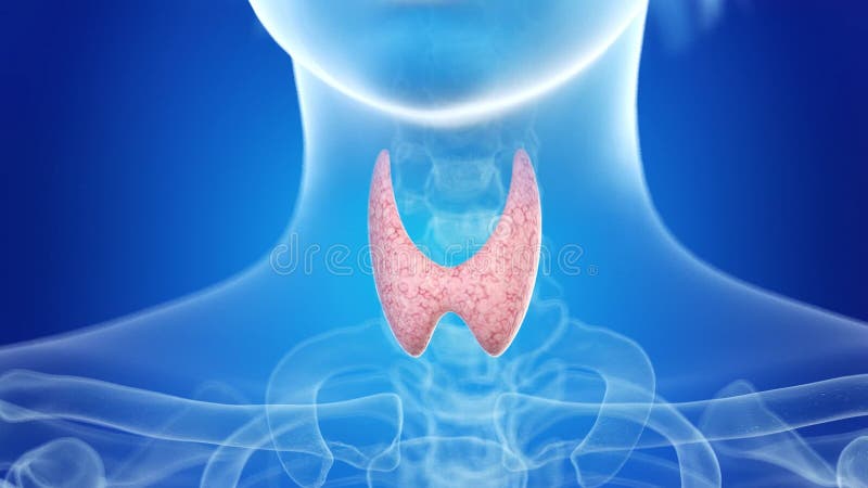 The thyroid gland stock video. Video of graphic, hypothyroidism - 140230247
