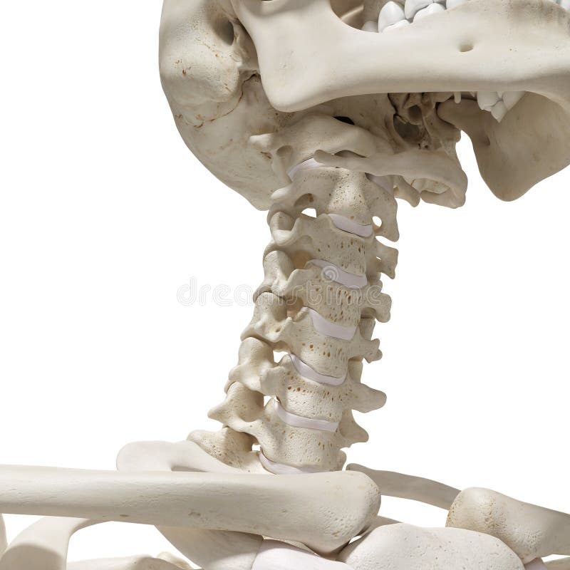 A spine and skull stock illustration. Illustration of lumbar - 100717139