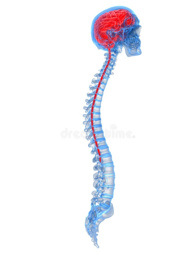 Brain and spine on black stock illustration. Illustration of brainstem ...