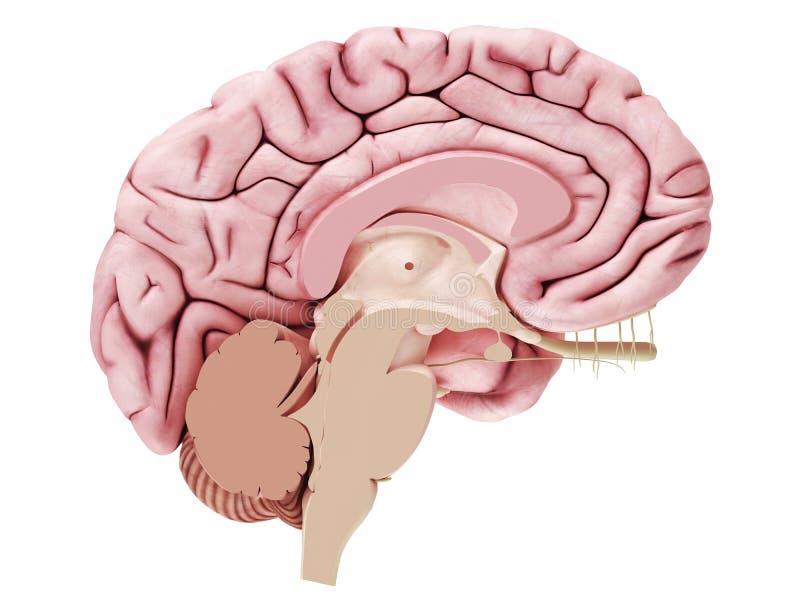 Parts Of The Brain Cross Section