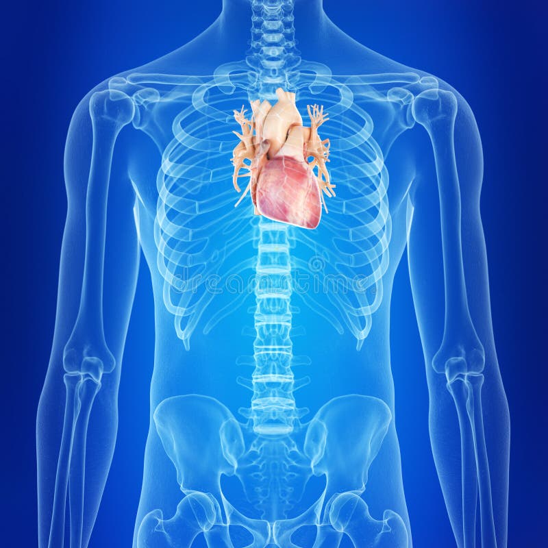 The human heart stock illustration. Illustration of rendering - 114078341