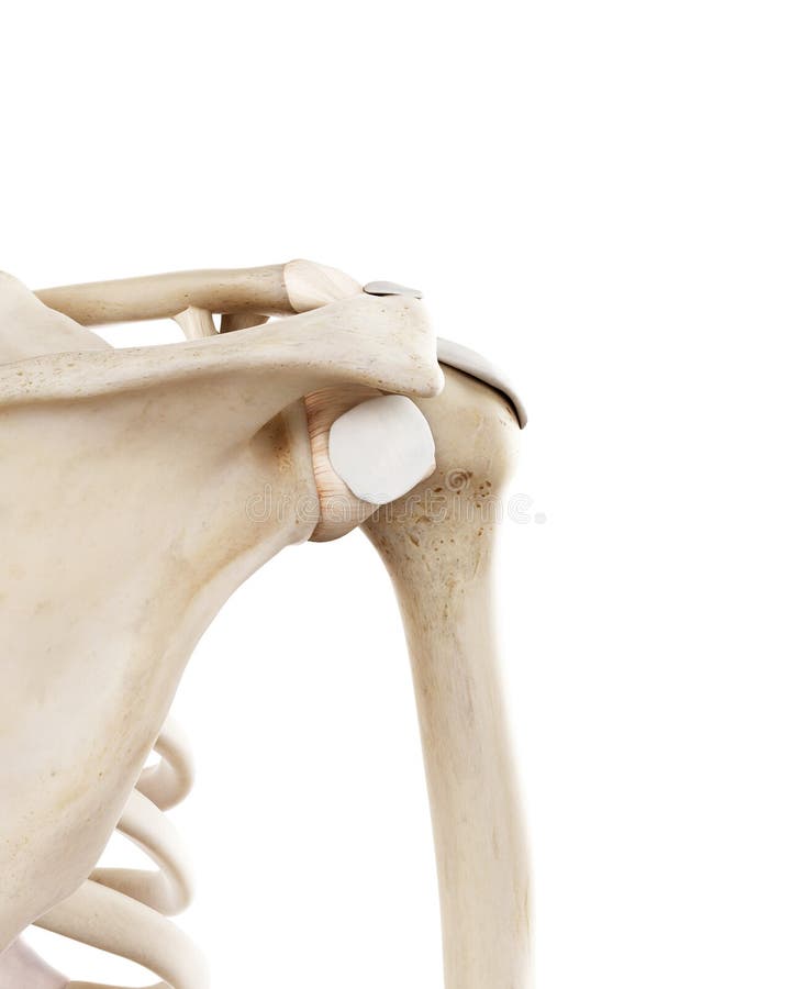 The Human Skeletal Shoulder Stock Illustration - Illustration of ...