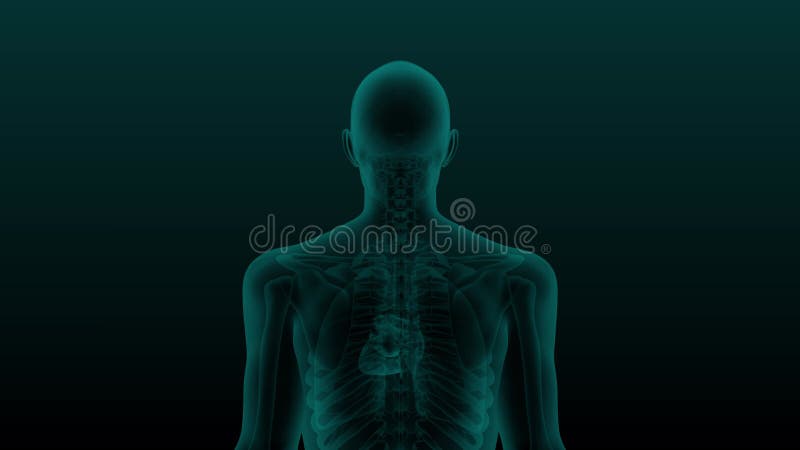 A Medically Anatomically Correct Representation of a Person with Organs ...