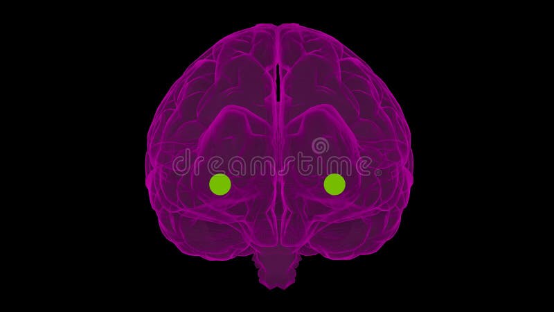 3D Render of the Amygdaloid Body. Medically Illustration Ilustração ...