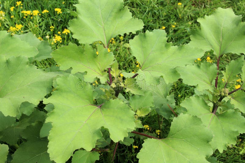 The Medicinal Annual Herb Xanthium Strumarium Grows in Nature Stock ...