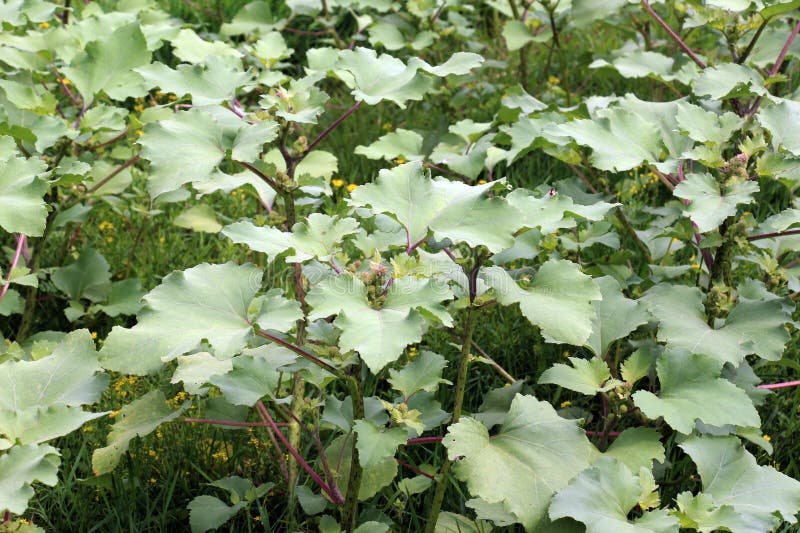 The Medicinal Annual Herb Xanthium Strumarium Grows in Nature Stock ...