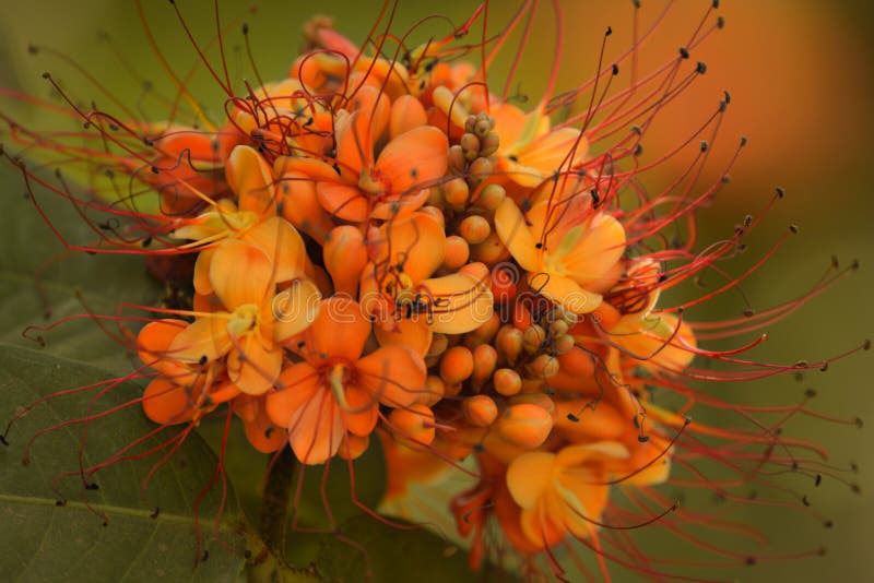 Ashoka Tree. Beautiful Flowers Stock Photo - Image of flowers, diploid ...