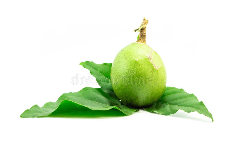 Medicinal Bael Fruits on Leaves Isolated on White Background Stock ...