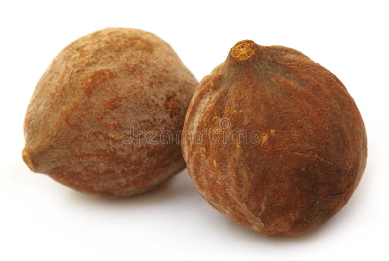Medicinal Bahera Fruits of India Stock Image - Image of indian, disease ...