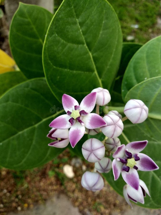 Medicinal Calotropis Gigantea or Crown Flower Stock Image - Image of ...