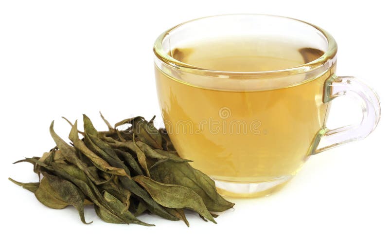Medicinal Chirata leaves stock image. Image of herbal - 34364775