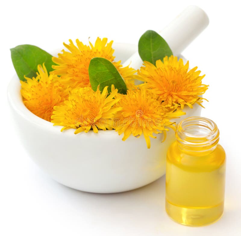 Medicinal Dandelion and Extract Stock Image - Image of green, grass ...