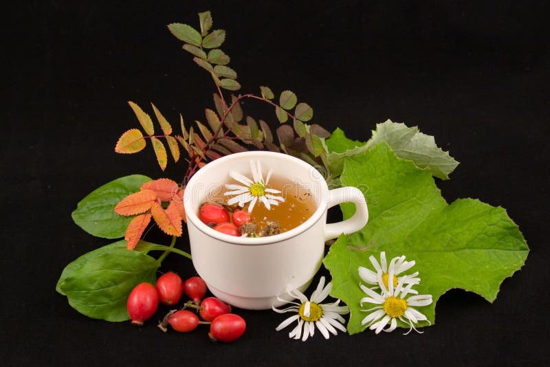 Medicinal decoction stock image. Image of isolated, branch - 7177141