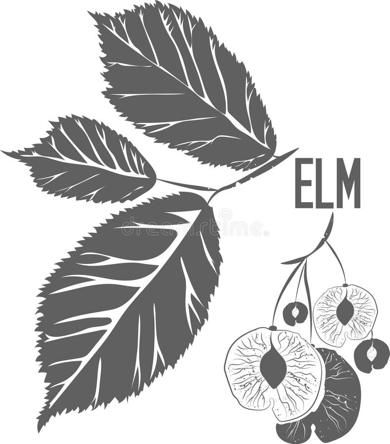 Medicinal Elm Branch with Leafs and Seeds Vector Illustration Stock ...