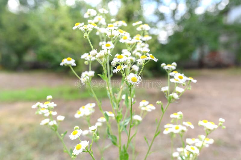 Medicinal Flower Chamomile. Grows Outdoors in Summer Stock Image ...