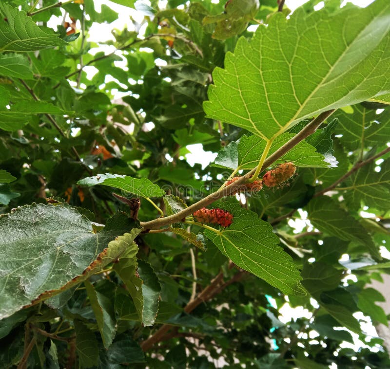 928 Morus Alba Pyramidalis Stock Photos - Free & Royalty-Free Stock ...