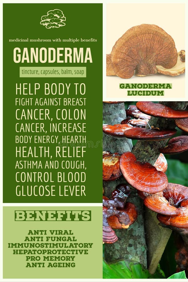 Medicinal Herbs Benefits - Herbalist Advise - Ganoderma Lucidum Stock ...