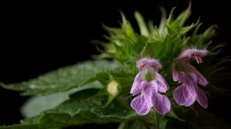 Medicinal Herbs - Black Hedgenettle Ballota Nigra Stock Image - Image ...