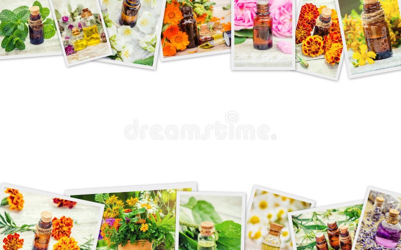 Medicinal herbs collage. stock image. Image of jasmine - 104500579