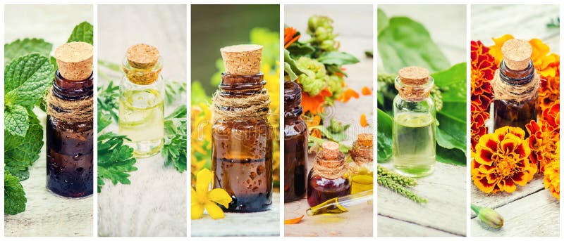 Medicinal herbs collage. stock image. Image of medicinal - 104500591
