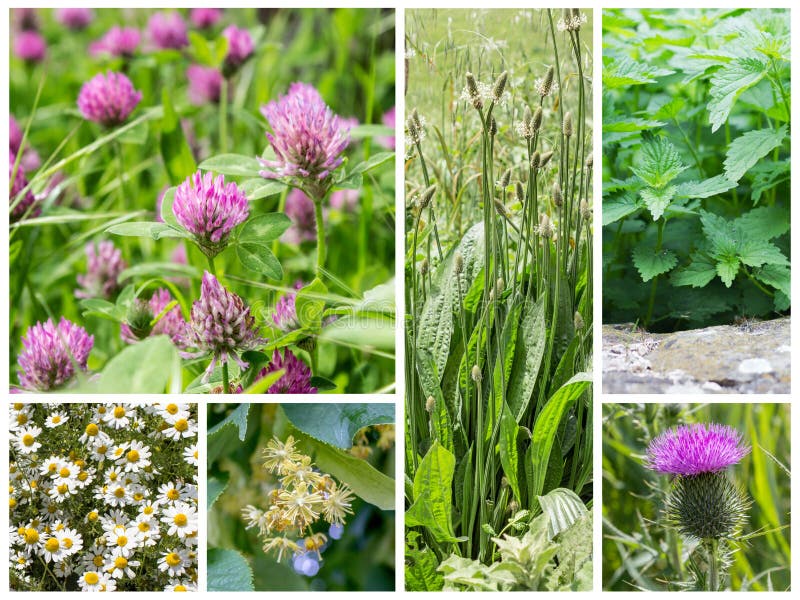 Wild Medicinal Plants Collage Stock Photos - Free & Royalty-Free Stock ...