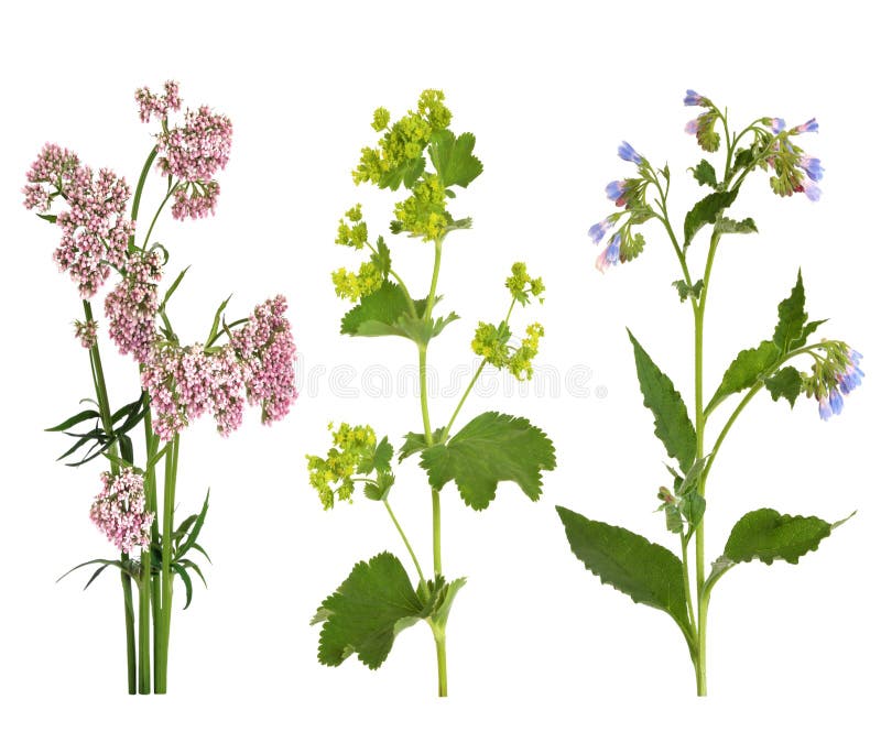 Medicinal Herbs in Flower stock photo. Image of alternative - 14171344