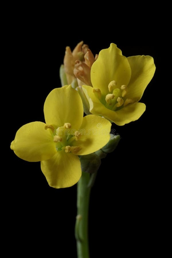 Medicinal Herbs - Perennial Wall-rocket, Wild Rocket or Arugula ...