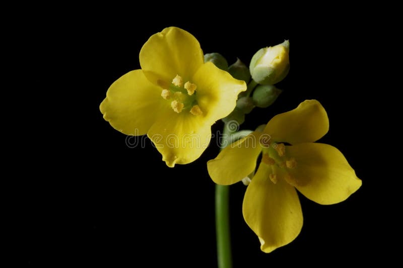 Medicinal Herbs - Perennial Wall-rocket, Wild Rocket or Arugula ...
