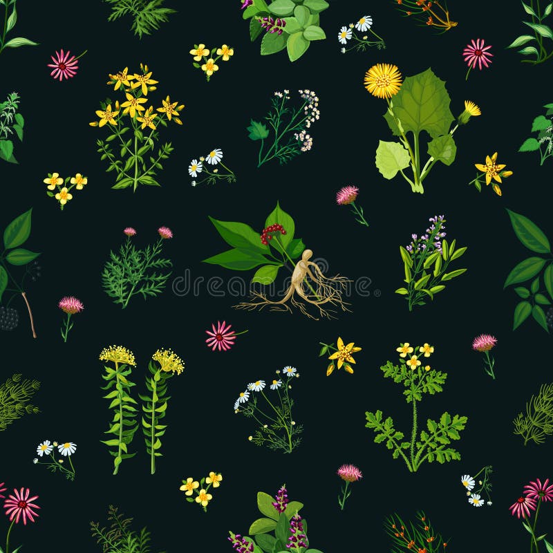 Medicinal Herbs Seamless Pattern Stock Vector - Illustration of organic ...