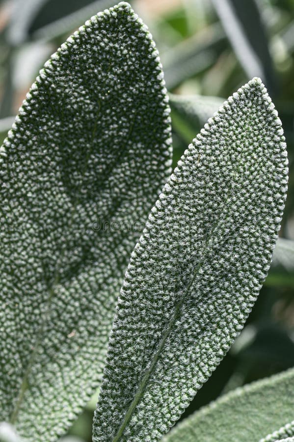 Medicinal Herbs. Textured Sage Leaf Close-up Stock Photo - Image of ...