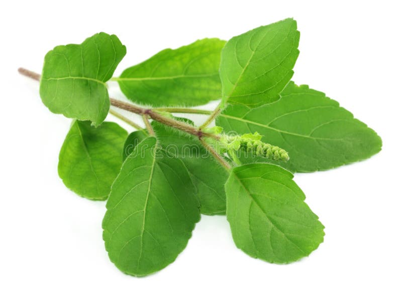 Holy Basil in the cup stock photo. Image of medicine - 36595856