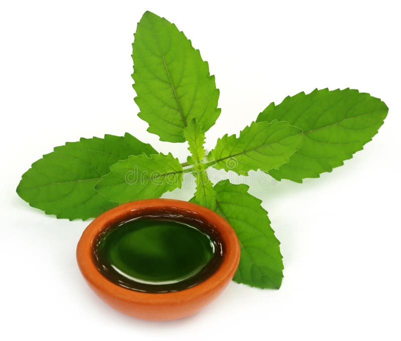 Medicinal Holy Basil or Tulsi Leaves with Extract Stock Image - Image ...