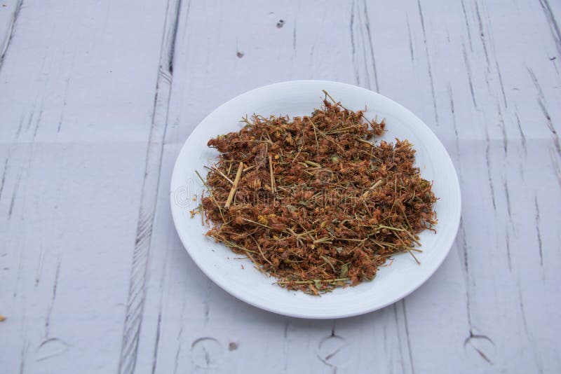 Medicinal Hypericum Perforatum Tea in a Plate. Weed Tea Benefits Stock ...