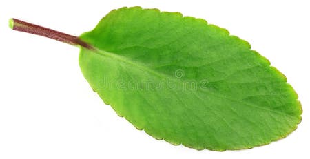 Medicinal Kalanchoe or Patharkuchi Leaf Stock Photo - Image of green ...