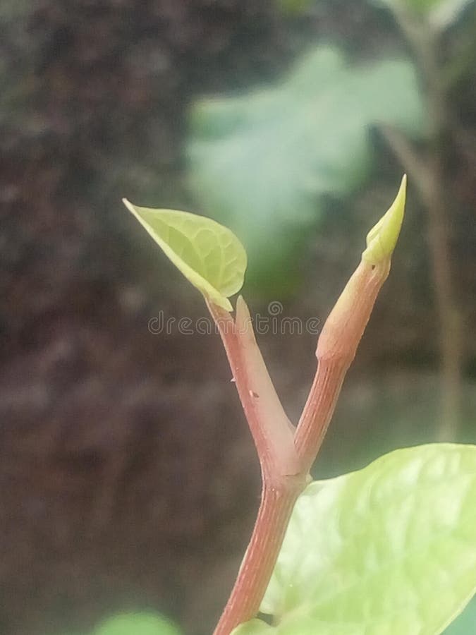 Medicinal leaf stock photo. Image of medicinal, agriculture - 105590084