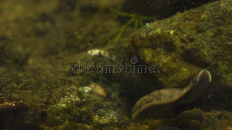 Medicinal Leech - Hirudo Medicinalis - Leech is Looking for Warm Blood ...