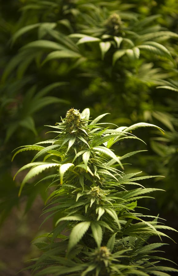 Medicinal marijuana stock image. Image of plant, greenhouse - 16251371