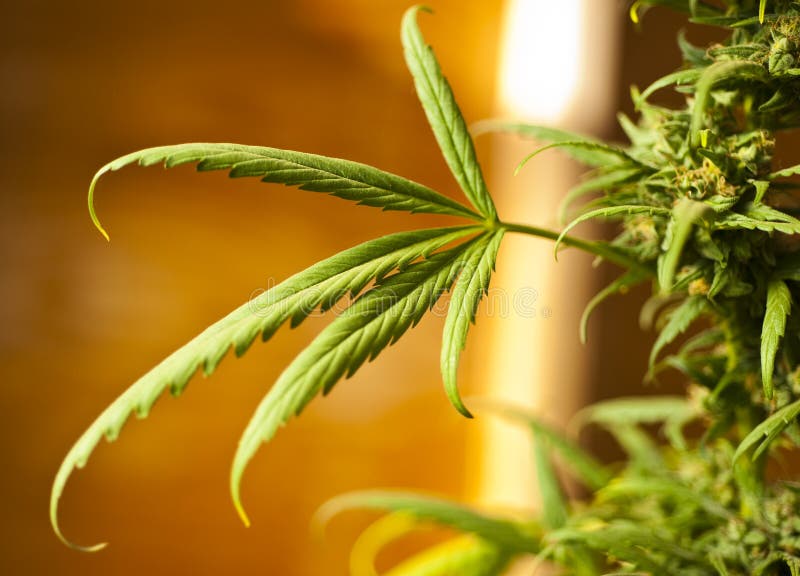 Medicinal marijuana stock photo. Image of ganga, illegal - 16251386
