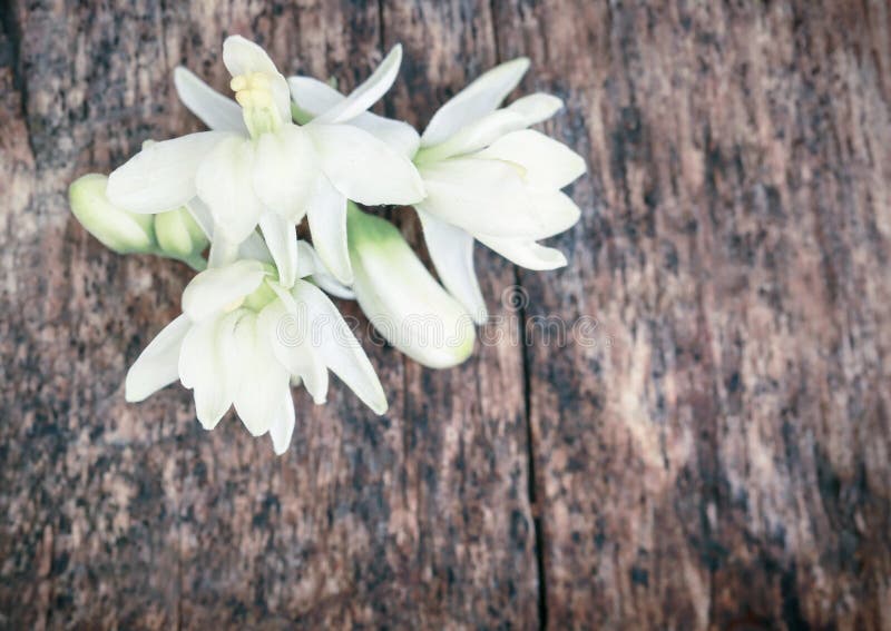 Medicinal moringa flower stock image. Image of healing - 92447367