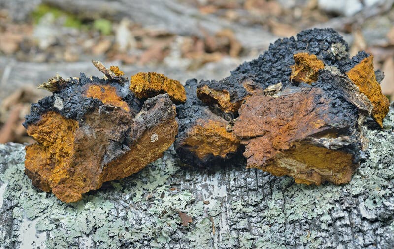 Medicinal Mushroom (Inonotus Obliquus) 1 Stock Image - Image of wild ...