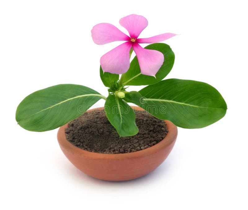 Medicinal Nayantara leaves stock photo. Image of purple - 34520402