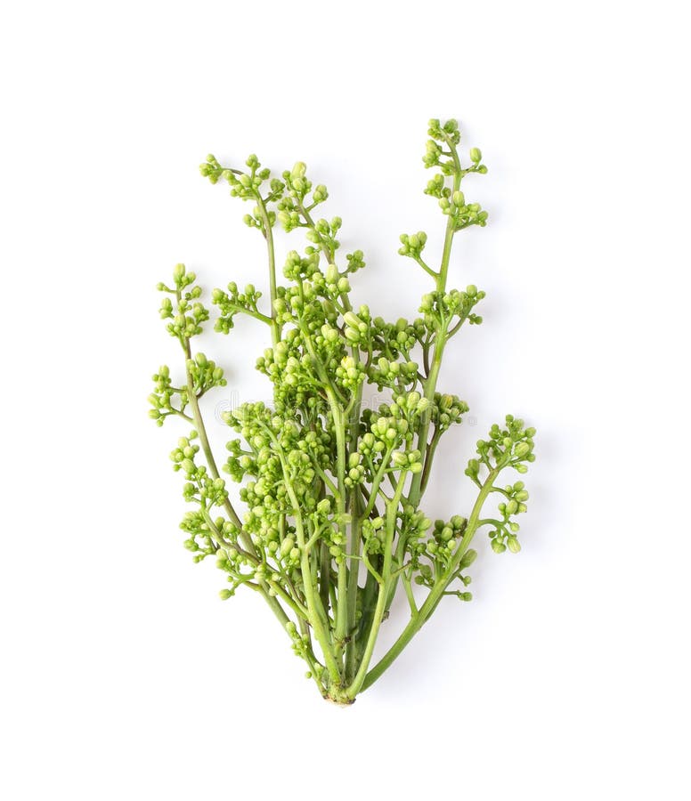 Medicinal Neem Flower Over White Background. Stock Image - Image of ...