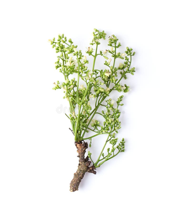 159 Neem Top View Photos - Free & Royalty-Free Stock Photos from Dreamstime