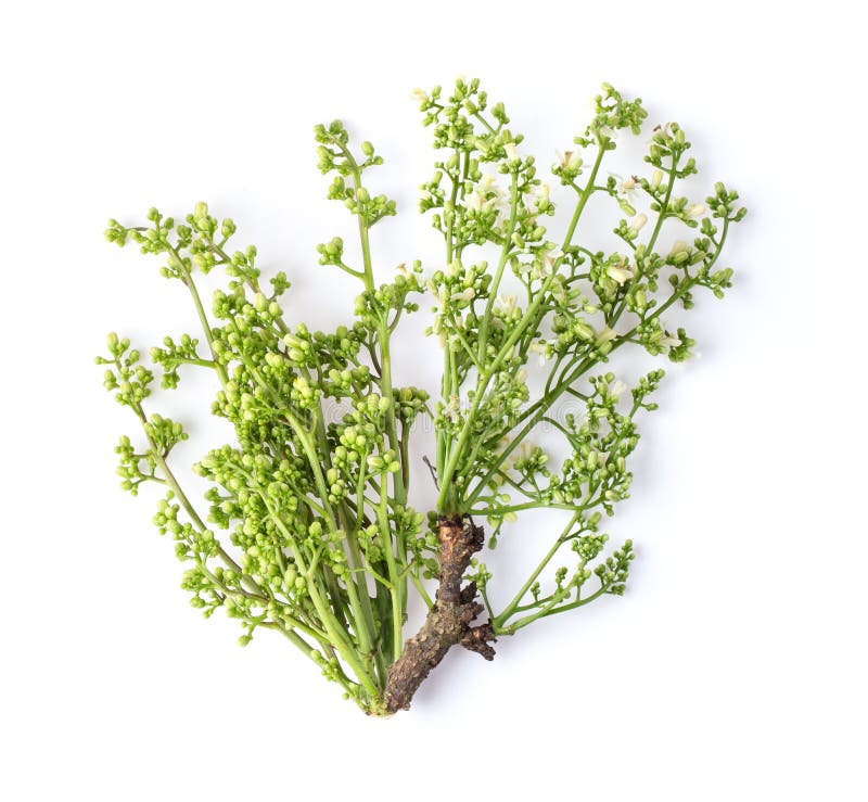 248 Neem Top Stock Photos - Free & Royalty-Free Stock Photos from ...