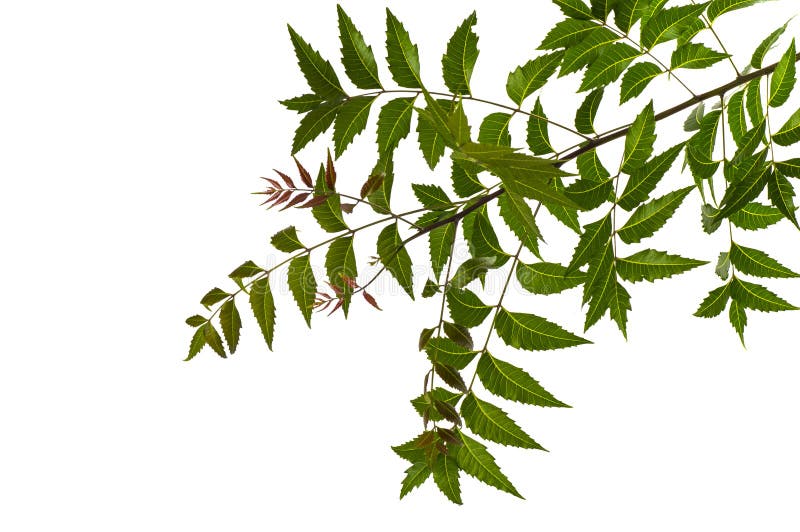 Medicinal Neem leaf stock image. Image of branch, bowl - 82510529