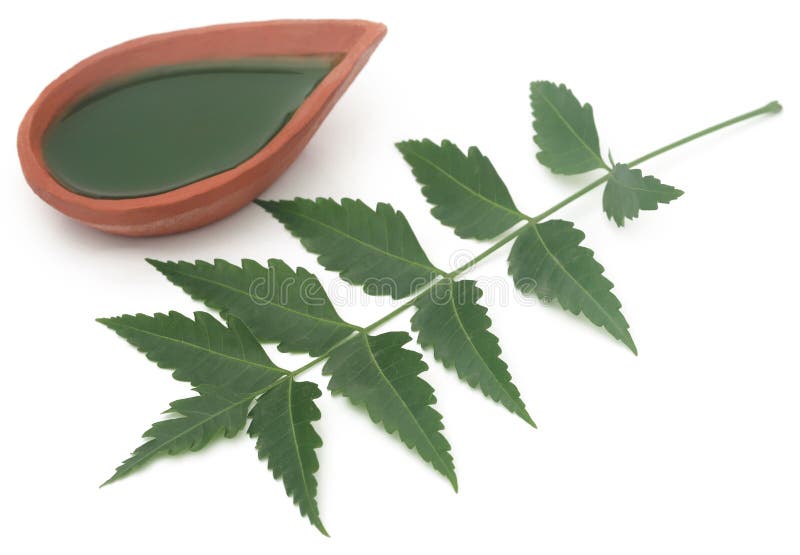 Medicinal Neem Leaves with Extract Stock Photo - Image of indica ...