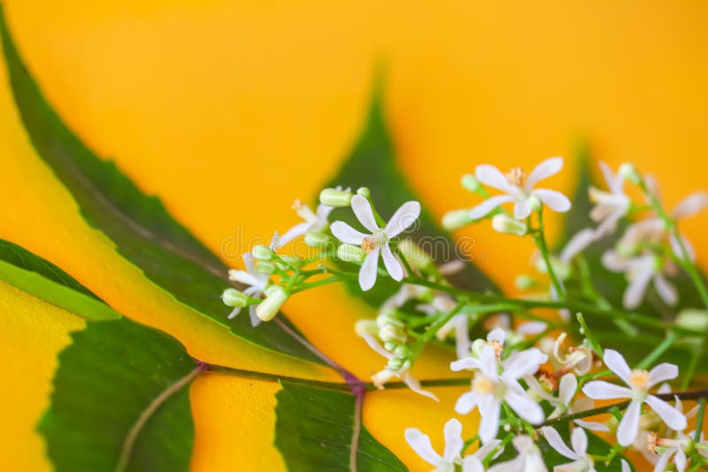 Medicinal Neem Leaves with Flower,Medicinal Neem Leaf with Neem Flowers ...