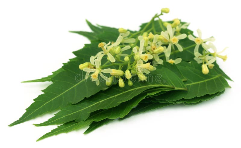 Closeup of neem leaves stock image. Image of india, high - 34826805