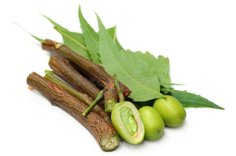 2,464 Neem Branch Stock Photos - Free & Royalty-Free Stock Photos from ...